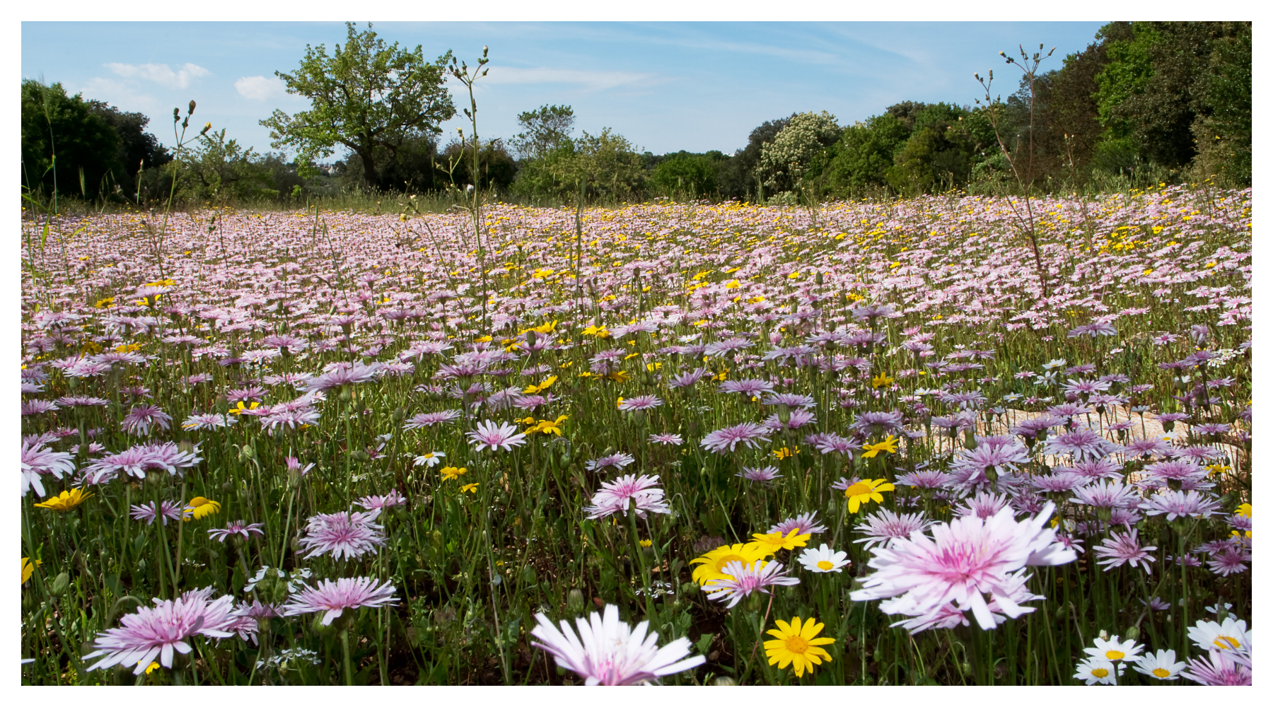 A Guide to Laying Wildflower Turf – Eco Landscaping