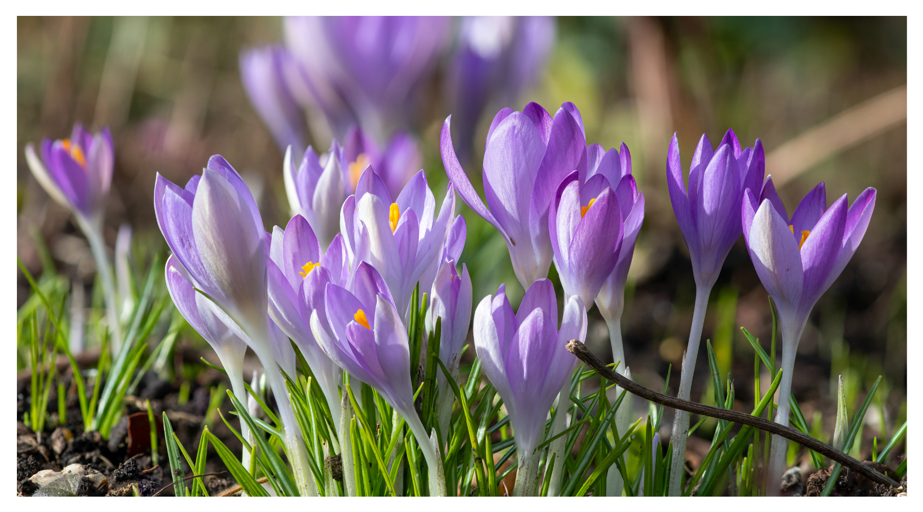 February Flowers to Brighten Your Garden – Eco Landscaping