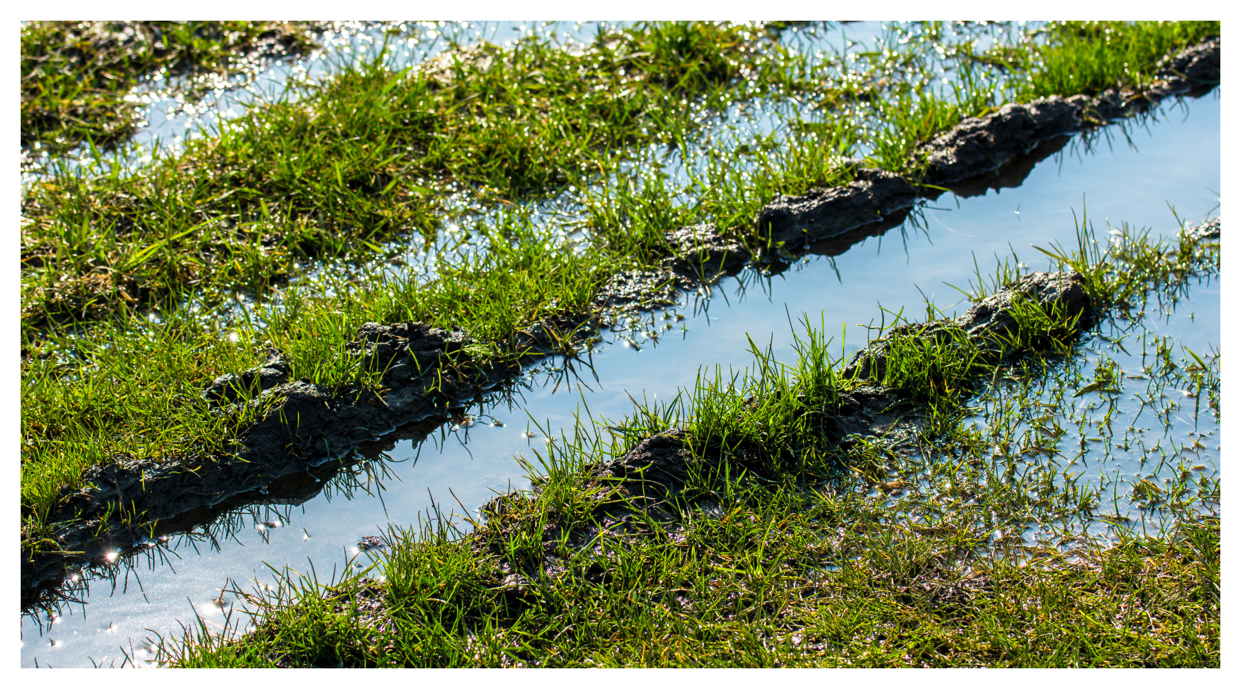 How to Fix a Waterlogged Lawn – Eco Landscaping