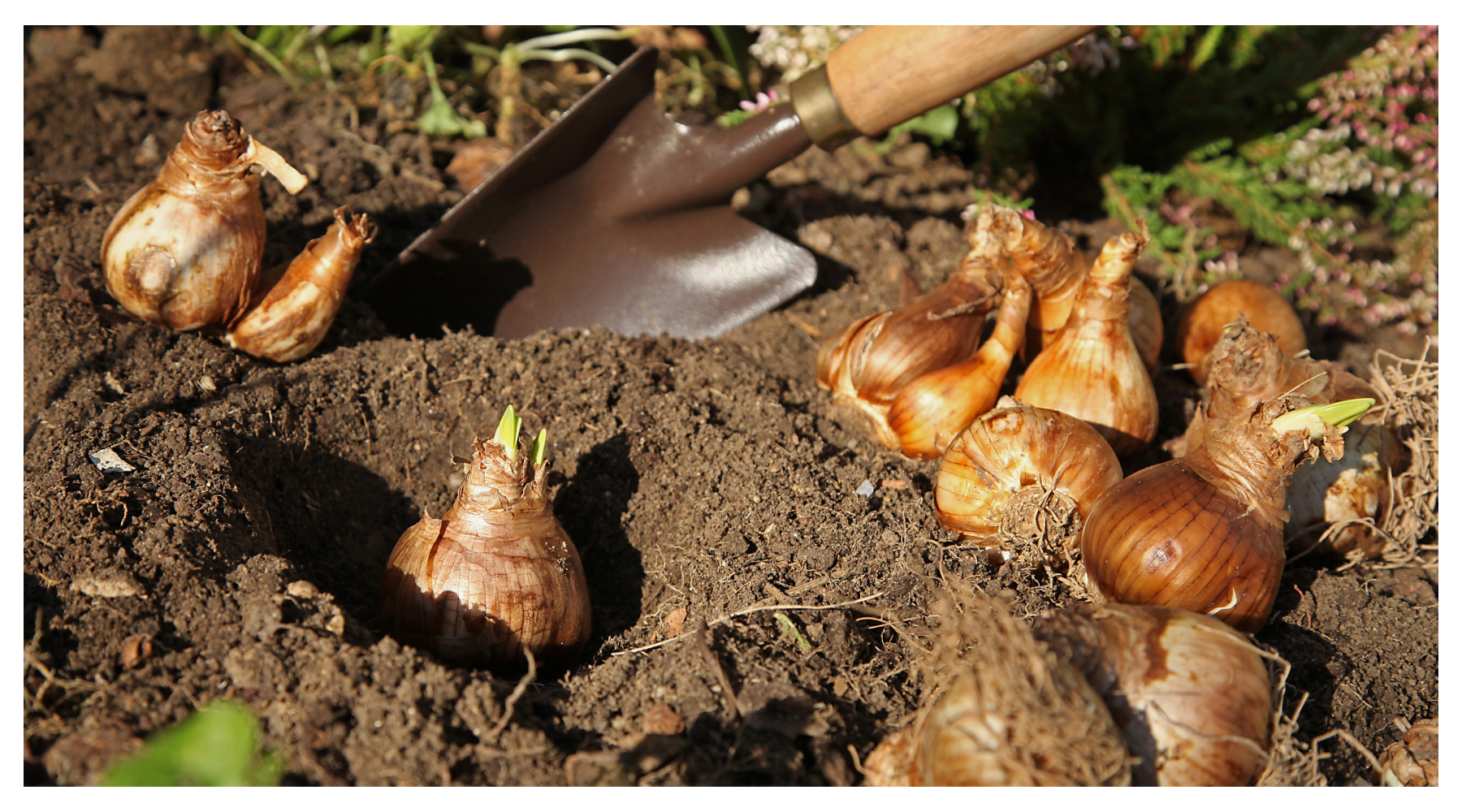 Planting Spring Bulbs in Autumn – Eco Landscaping