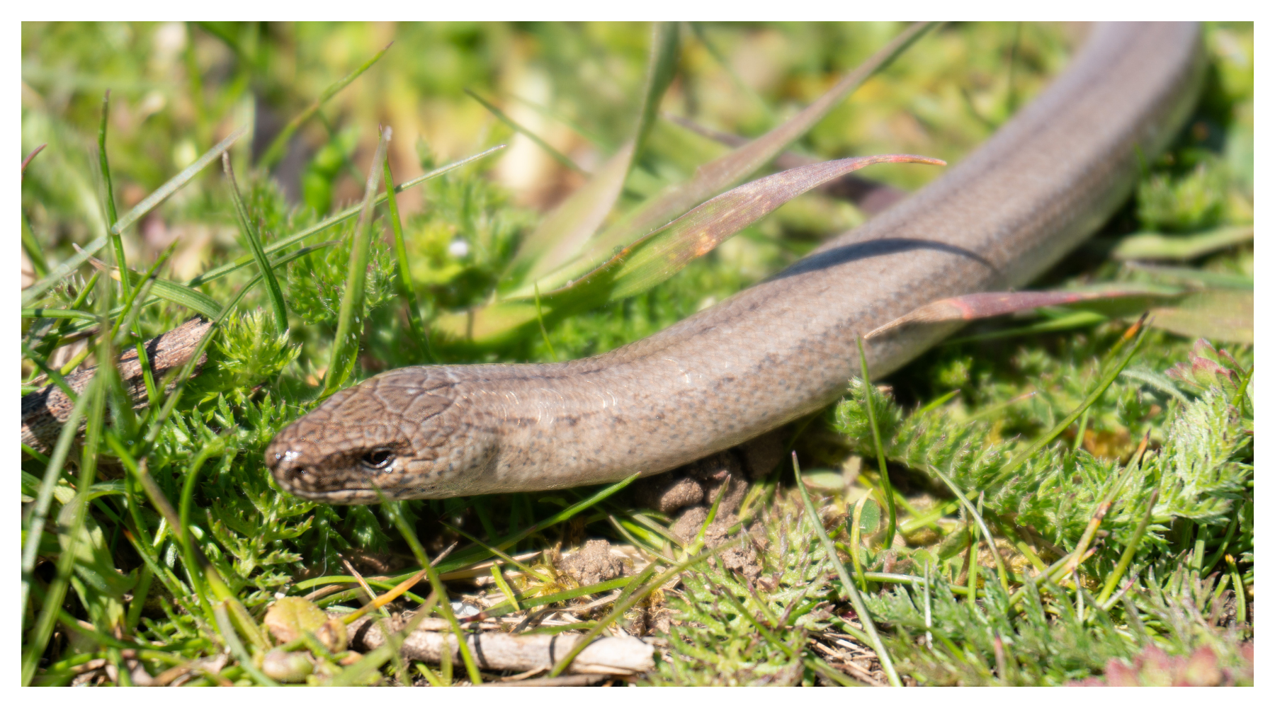 Safeguarding Wildlife Whilst Landscaping – Eco Landscaping