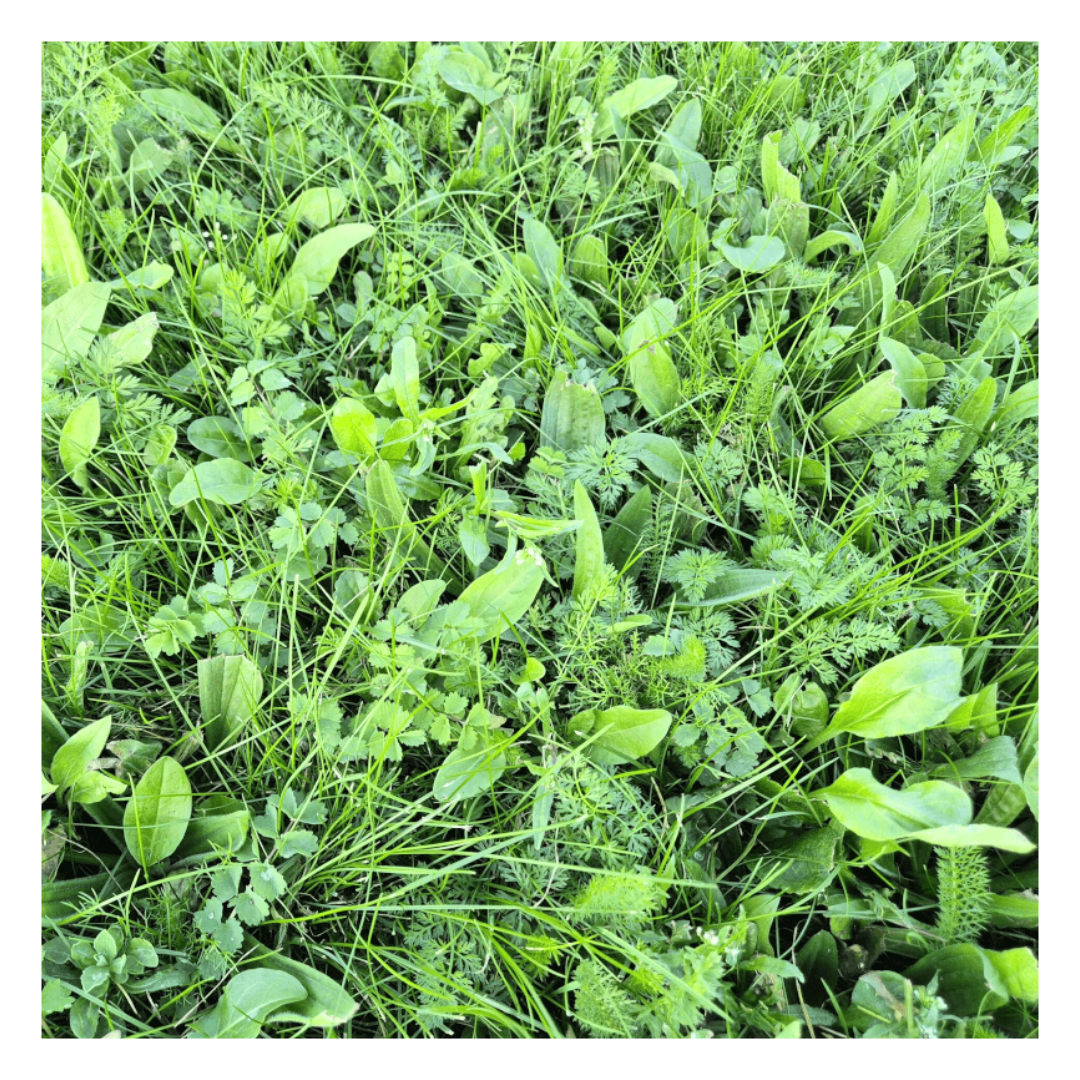 BioScapes® Biodiverse Turf - Eco-Friendly Lawn for Biodiversity