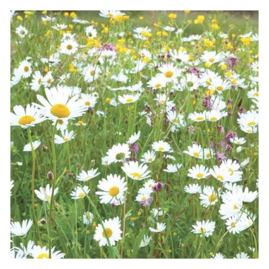 Eco Wildflower Turf Rolls - Request a Quote Online Today
